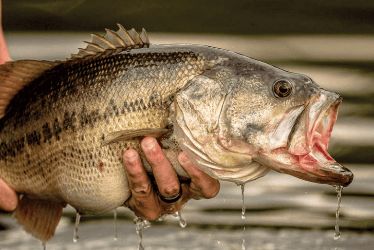 How To Catch Big Bass In The Summer - Rep The Wild