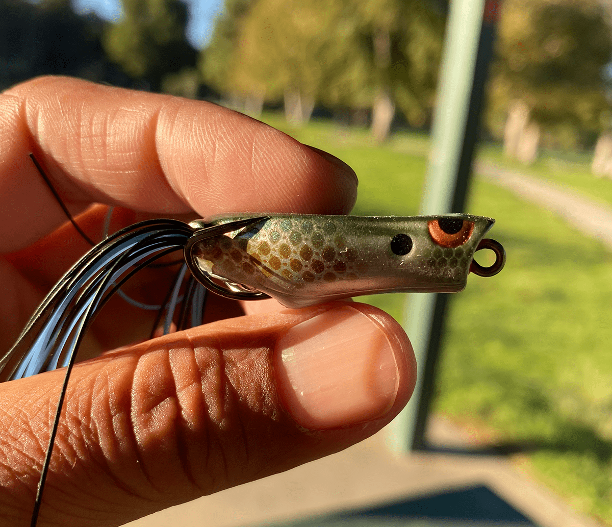 What Time Of Year Do Bass Hit Topwater? - Rep The Wild